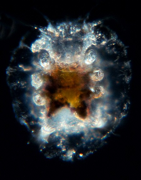 The Water Bear Web Base (monthly internet magazine)